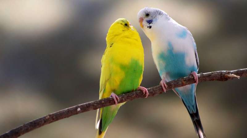 Canary & Finch Society of Houston Annual SHOW