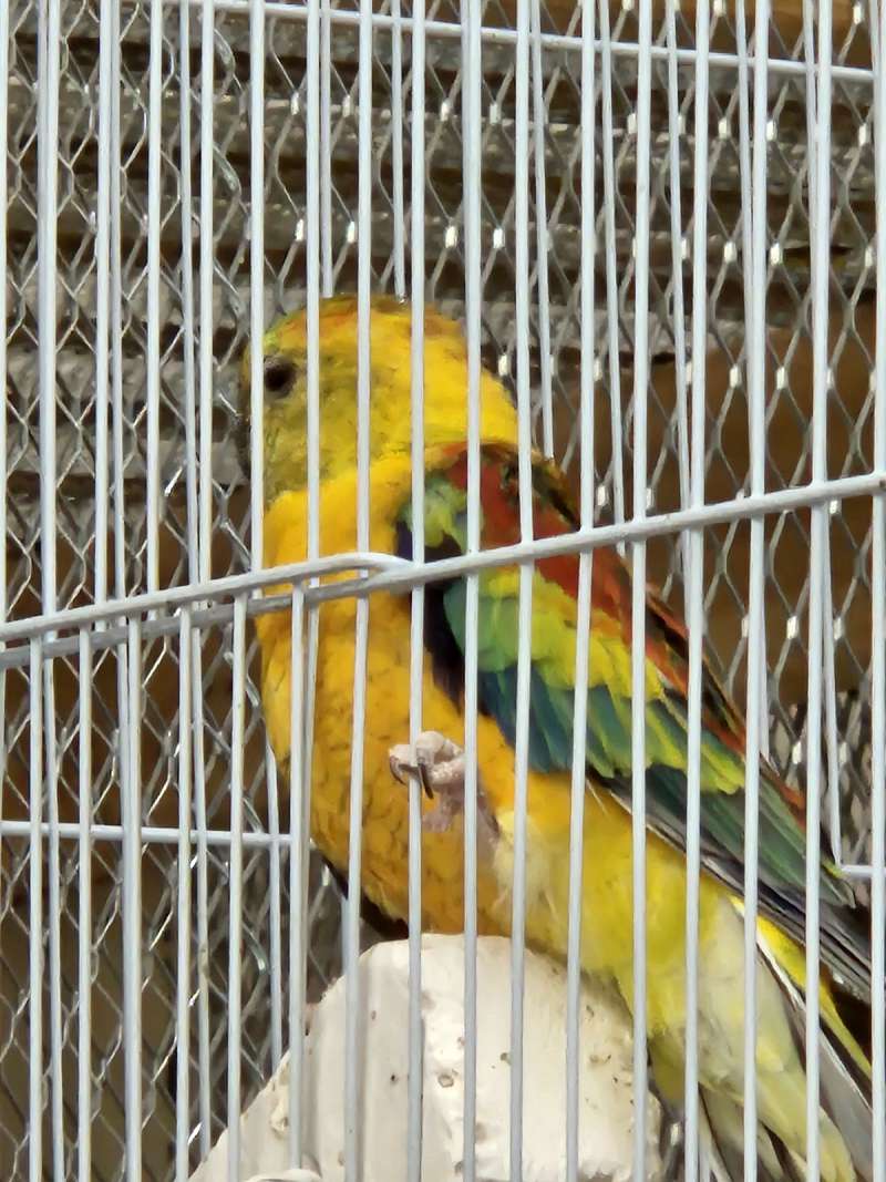 Proven pair of Red rump parakeets