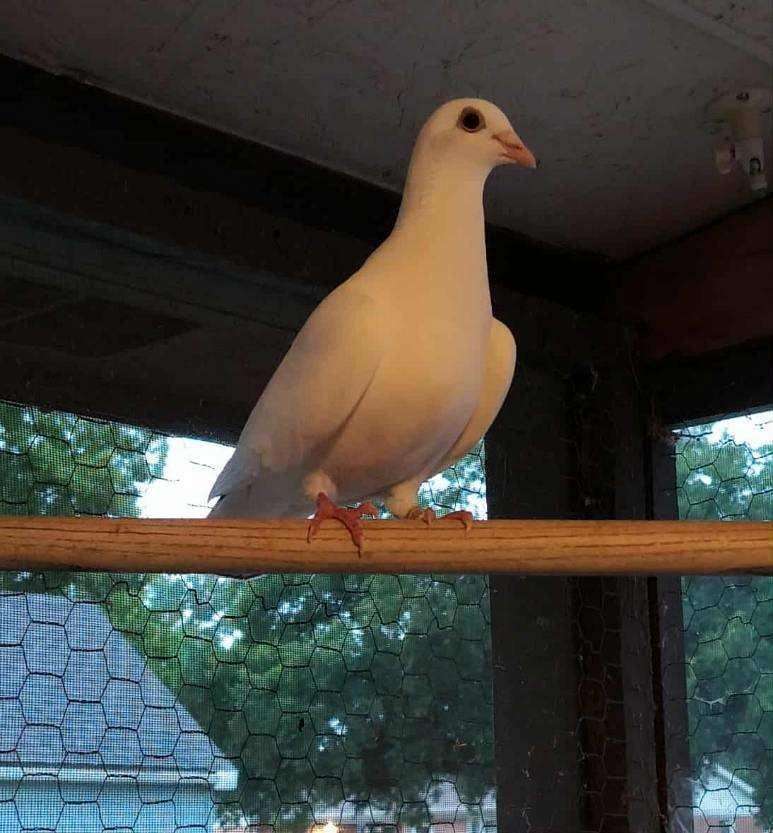 REAL Pidove half pigeon half dove hybrid