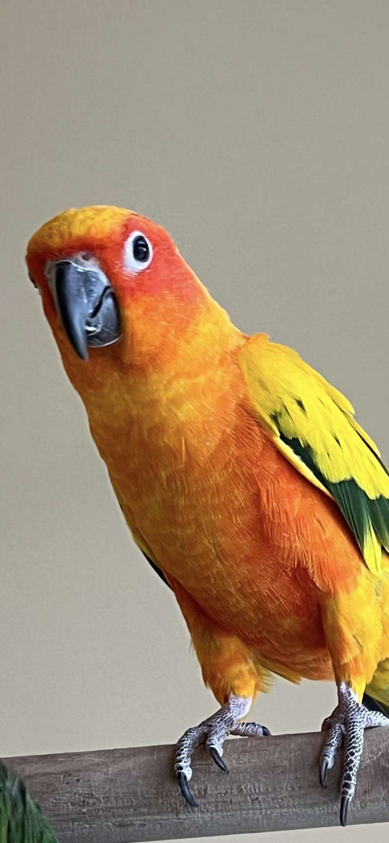 Sun Conure