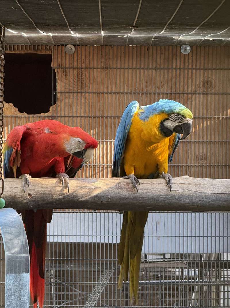 Proven pair of Macaw