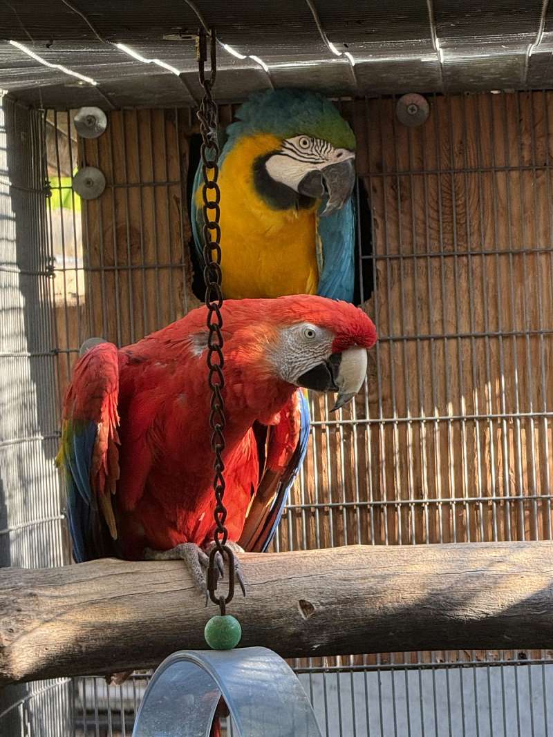 Proven pair of Macaw