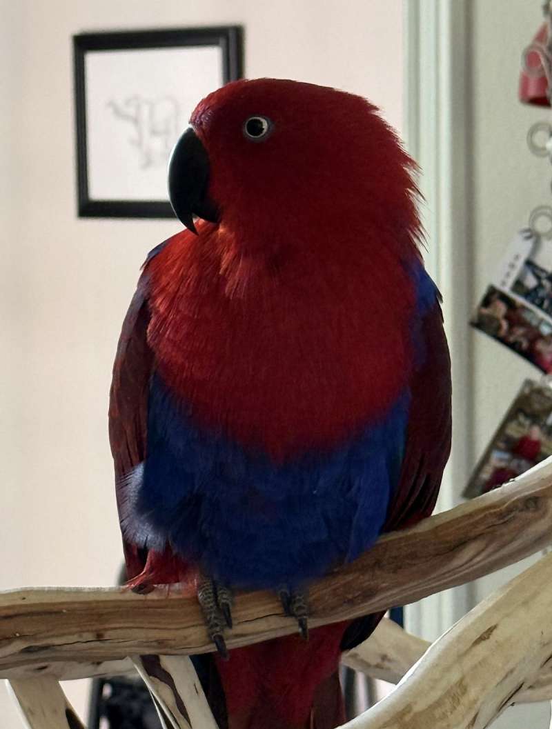 Eclectus Parrot