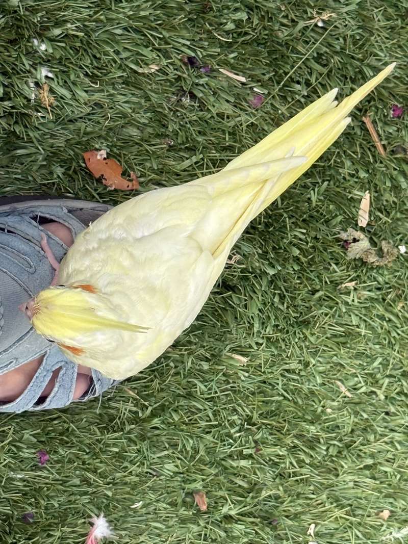 Lutino cockatiel