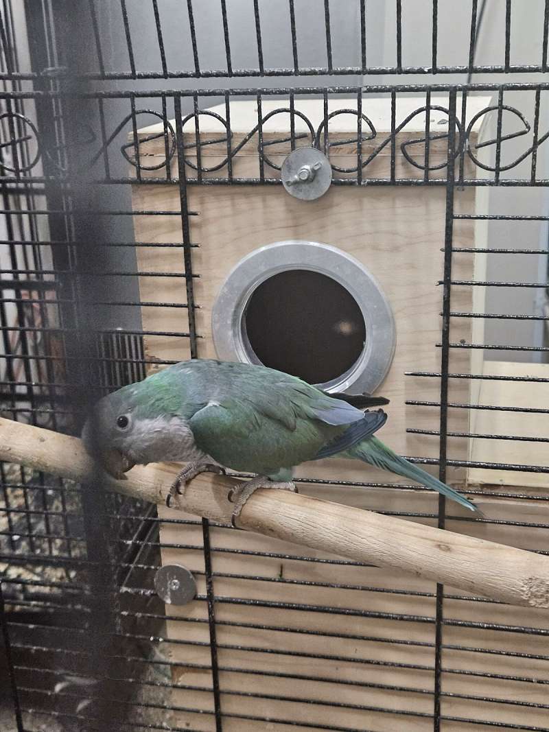 Quaker parrot