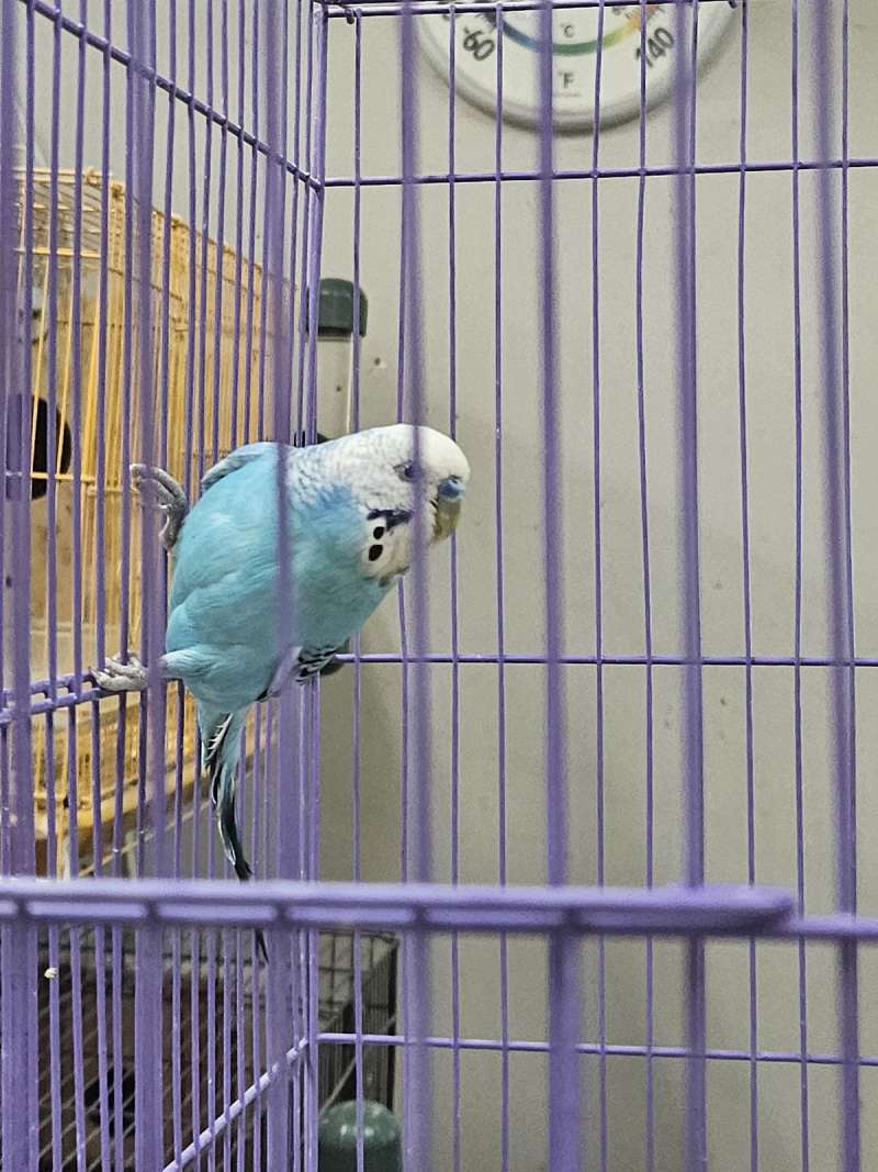 Different parakeets colors and mutations