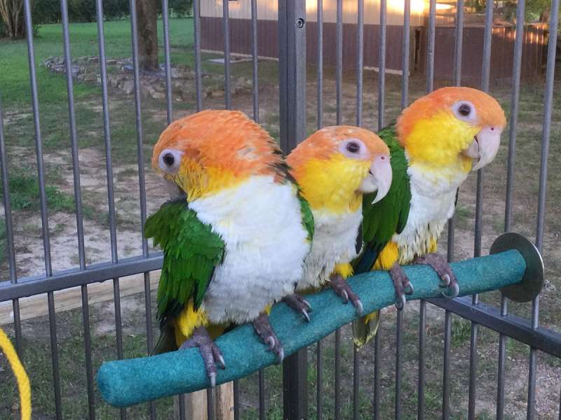 Whitebellied Caiques