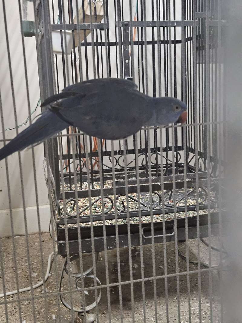 Proven pair indian ringneck
