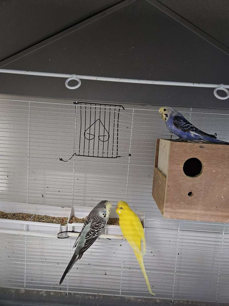 Proven pair of English parakeets