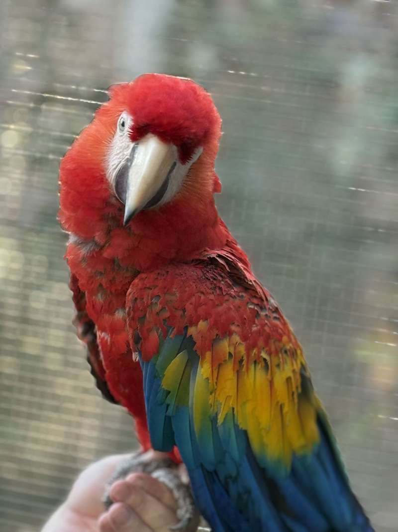 Scarlet Macaw