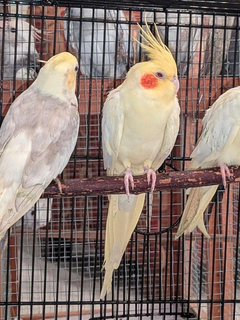 Buy more get better deal - Beautiful Cockatiels for Sale $125