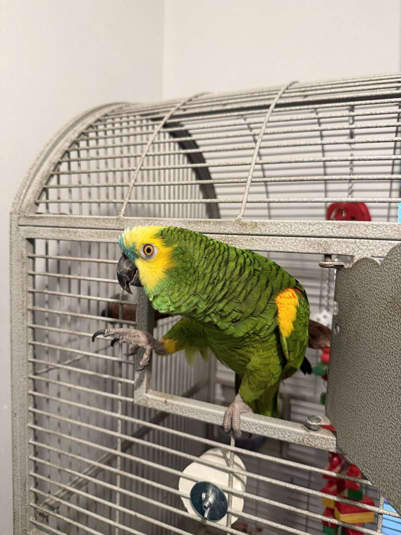Amazon Parrots for Sale
