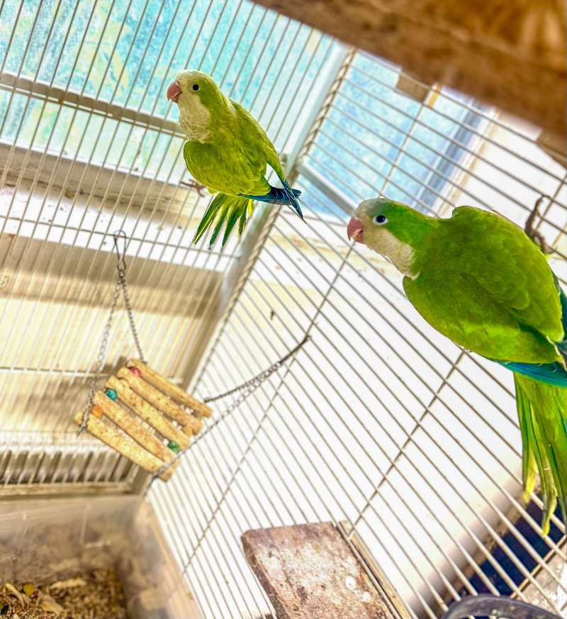 Baby Quaker Parrot