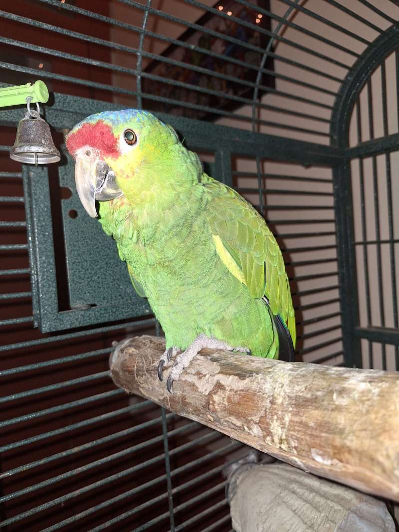 Red lored amazon and green cheek conure
