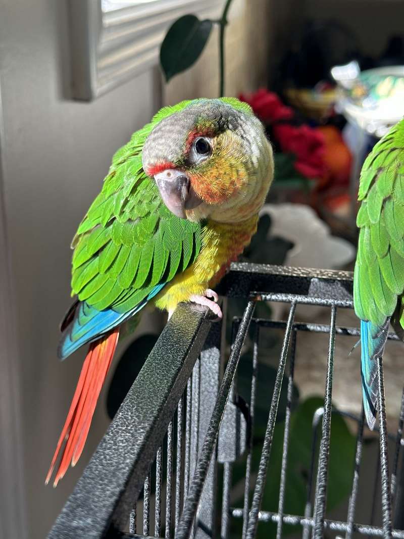 Conures for Sale