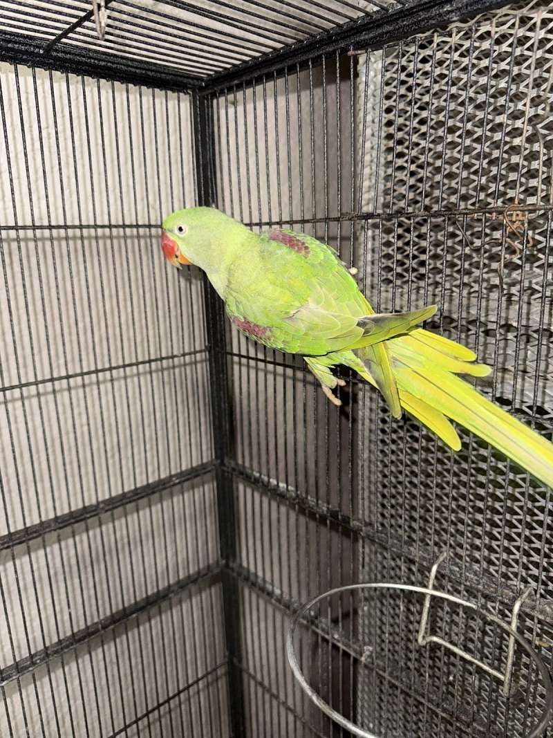 Alexandrine parrot