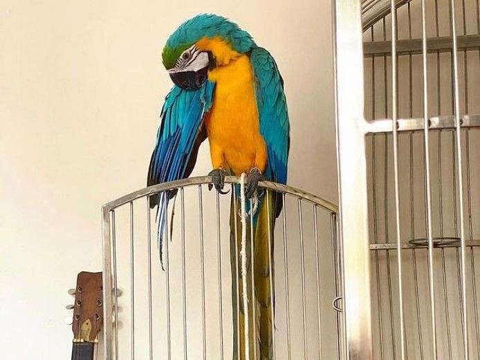 Blue Colored Macaws for Sale