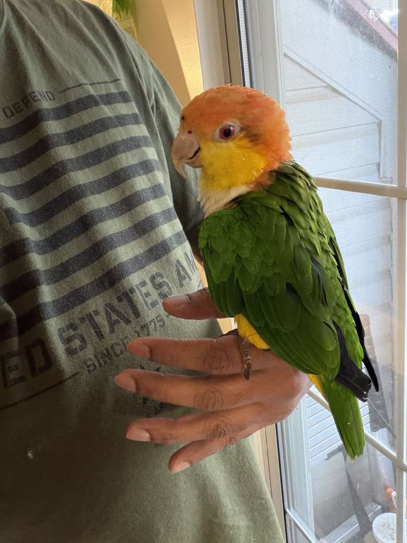 White bellied caique for sale