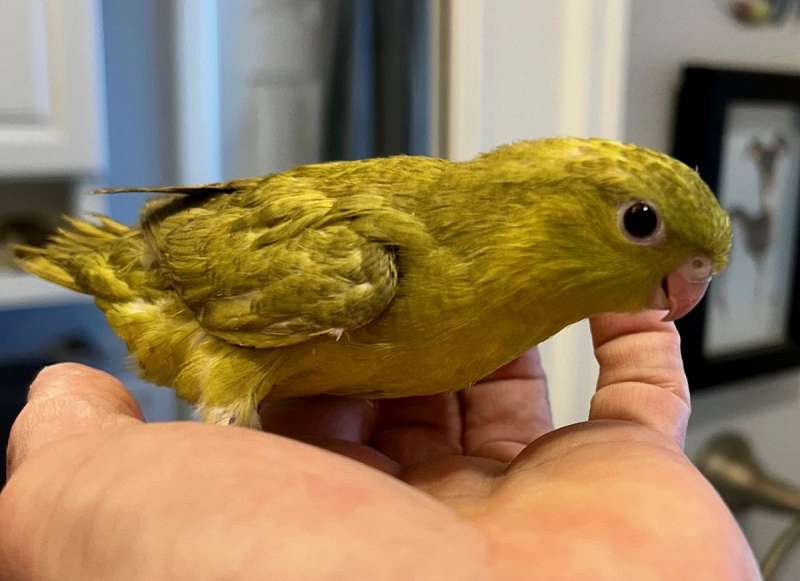 Baby Linnies
