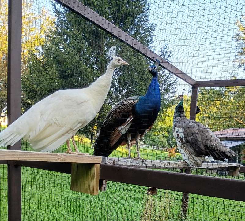 Peacock & Peahens must go