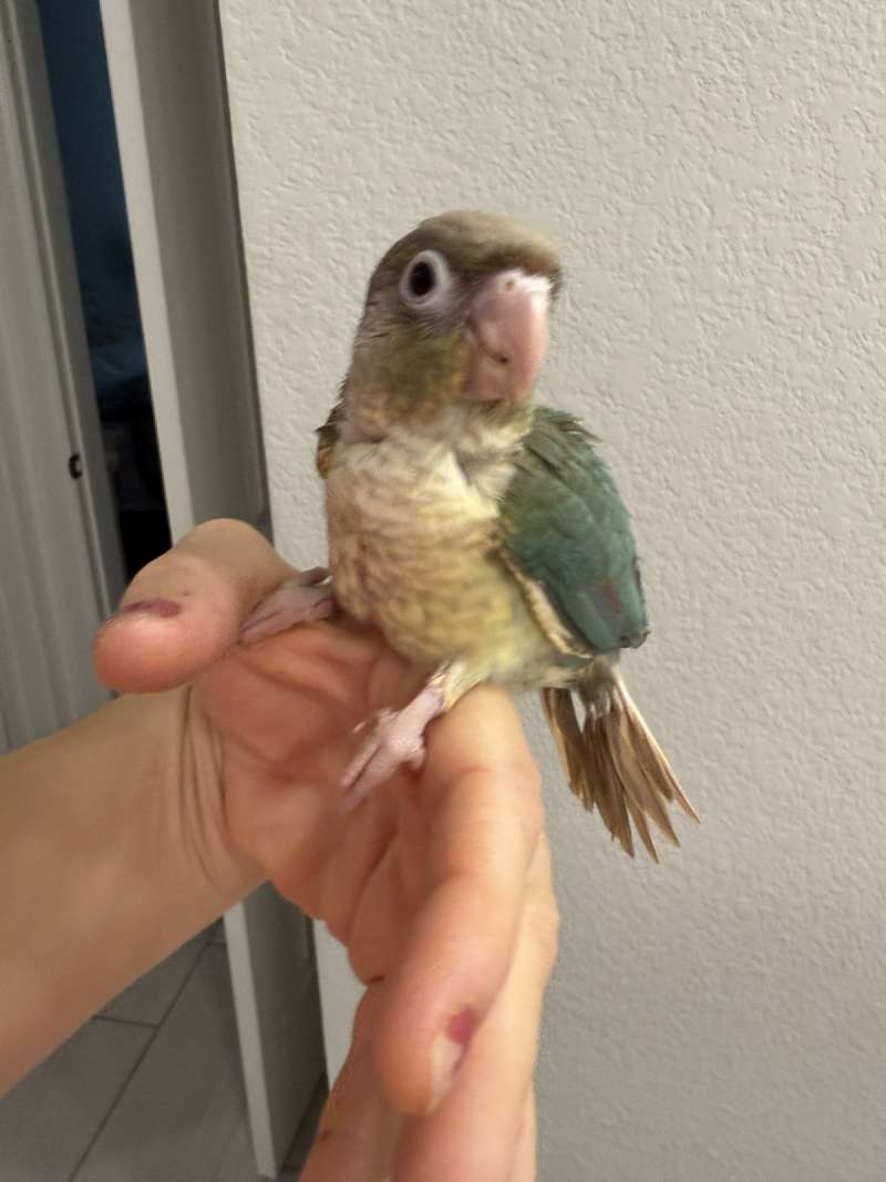 Green cheek conures turquoise pineapple, cinnamon, and yellowsided