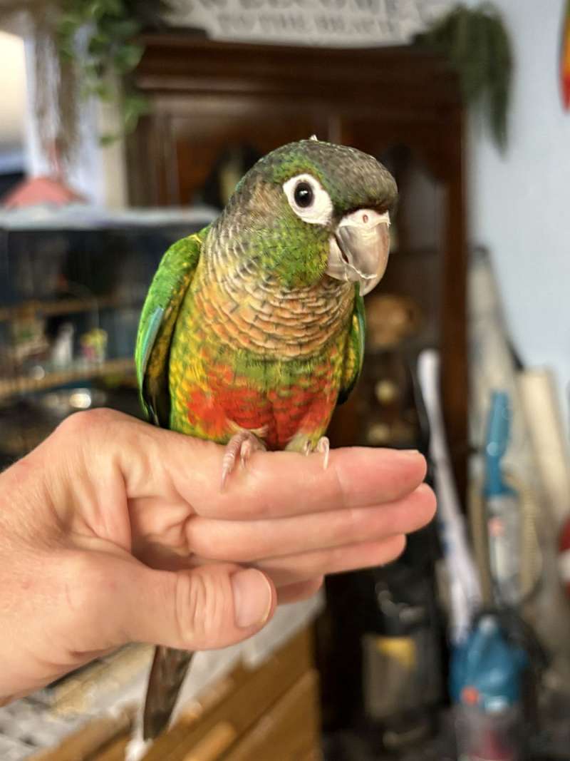 Sweet, handfed, yellowside green cheek conures available