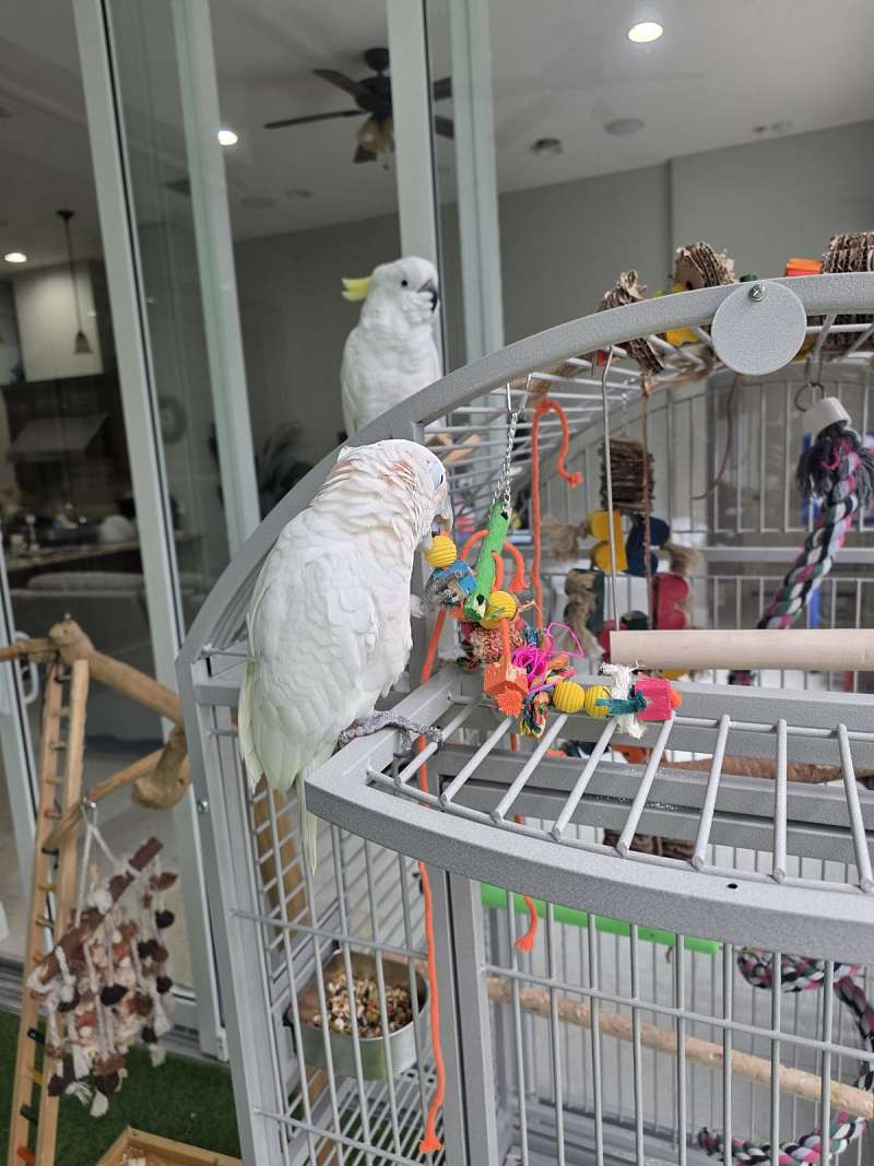 Goffin cockatoo