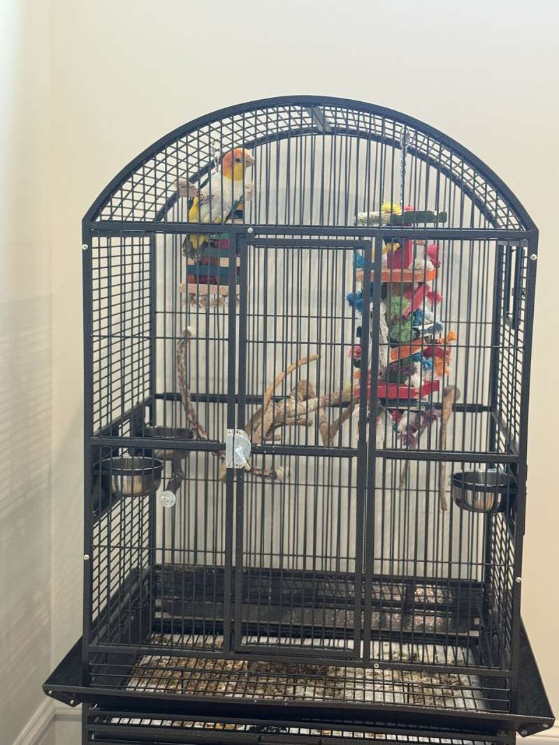 white bellied Caique