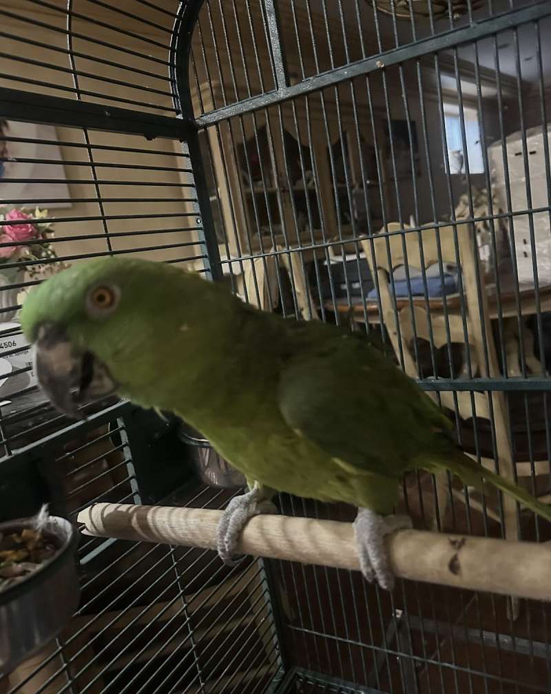 Male Yellow Nape Amazon