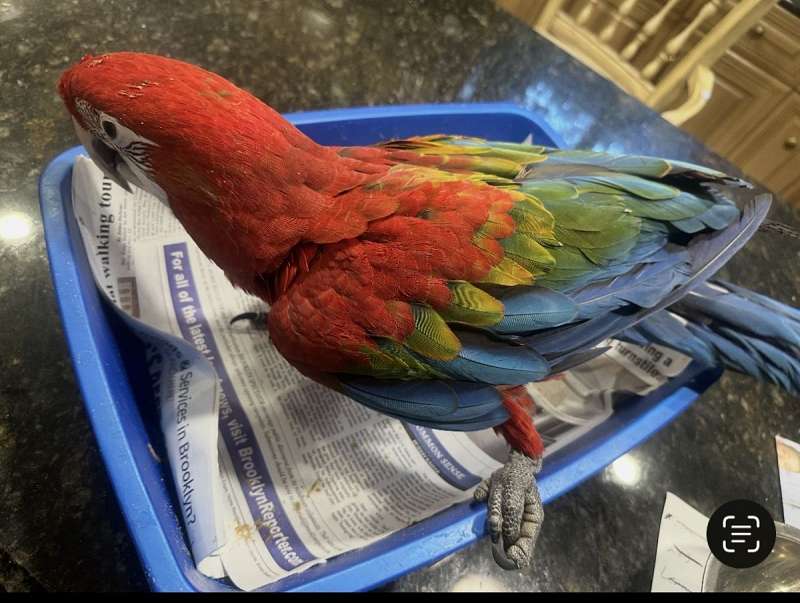Baby green wing macaw