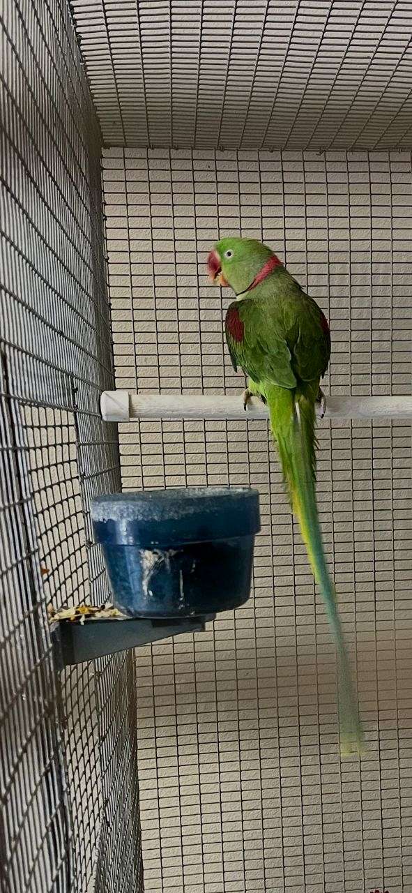 Proven Breeder - Semi Tame Male Alexandrine Parrot