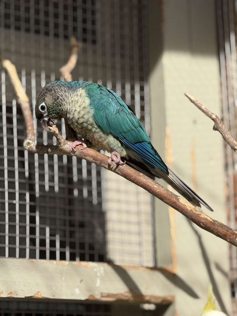 Very Special Green Cheek Conure Baby