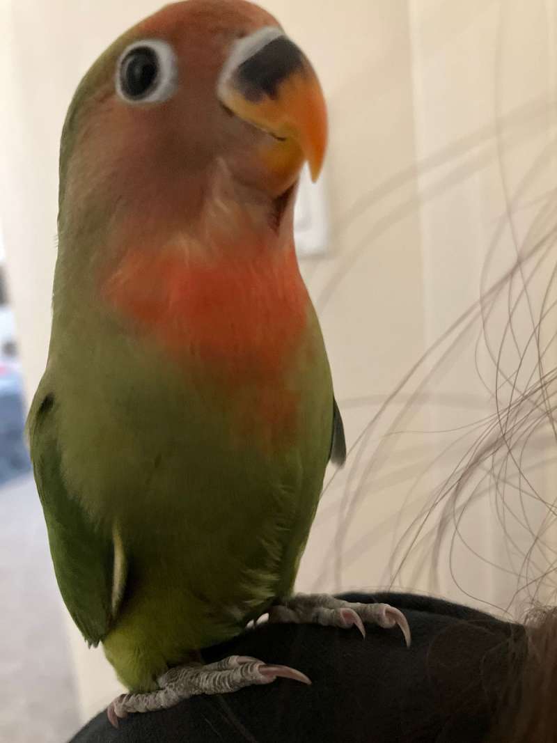 Baby Lovebird