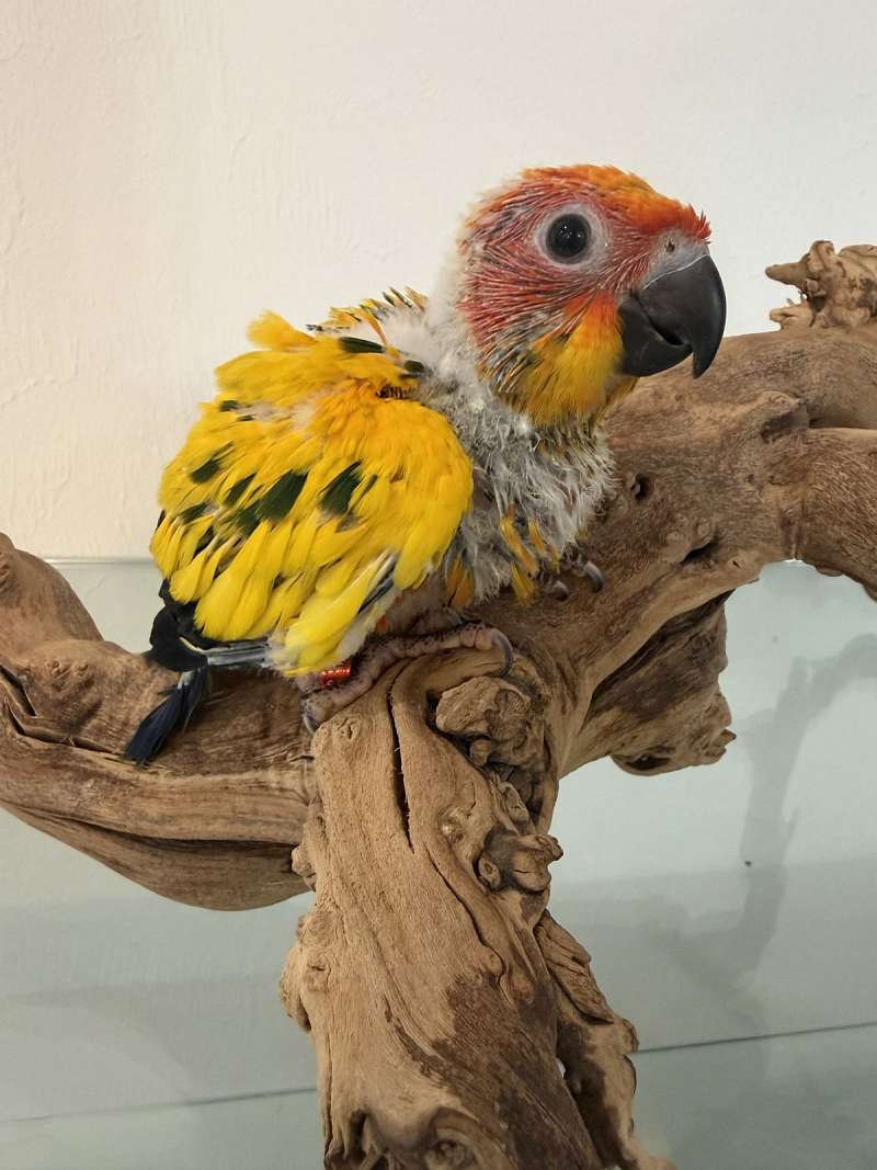 Sun Conure , High Yellow Sun Conure, Red Factor Sun Conure