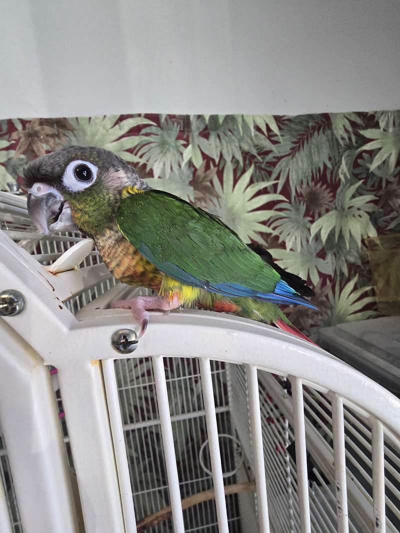 Pineapple Green Check Conure