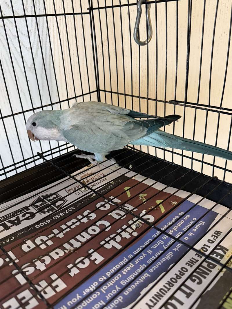 Quaker