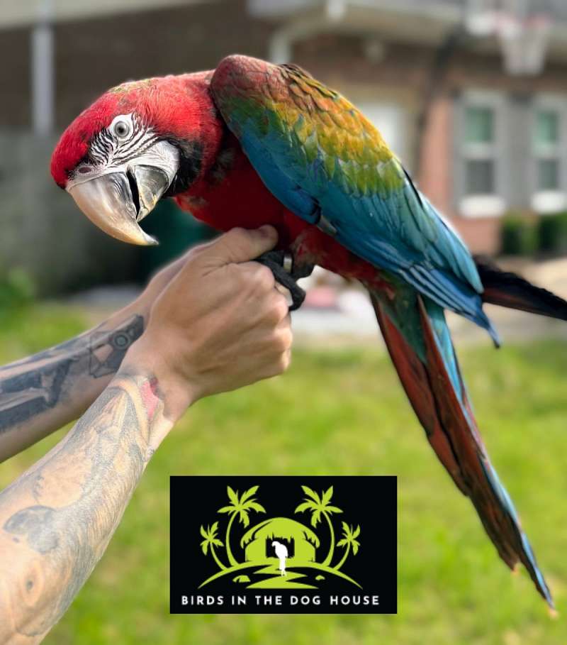 Rare Jubilee Macaw Super Sweet with Vibrant Colors