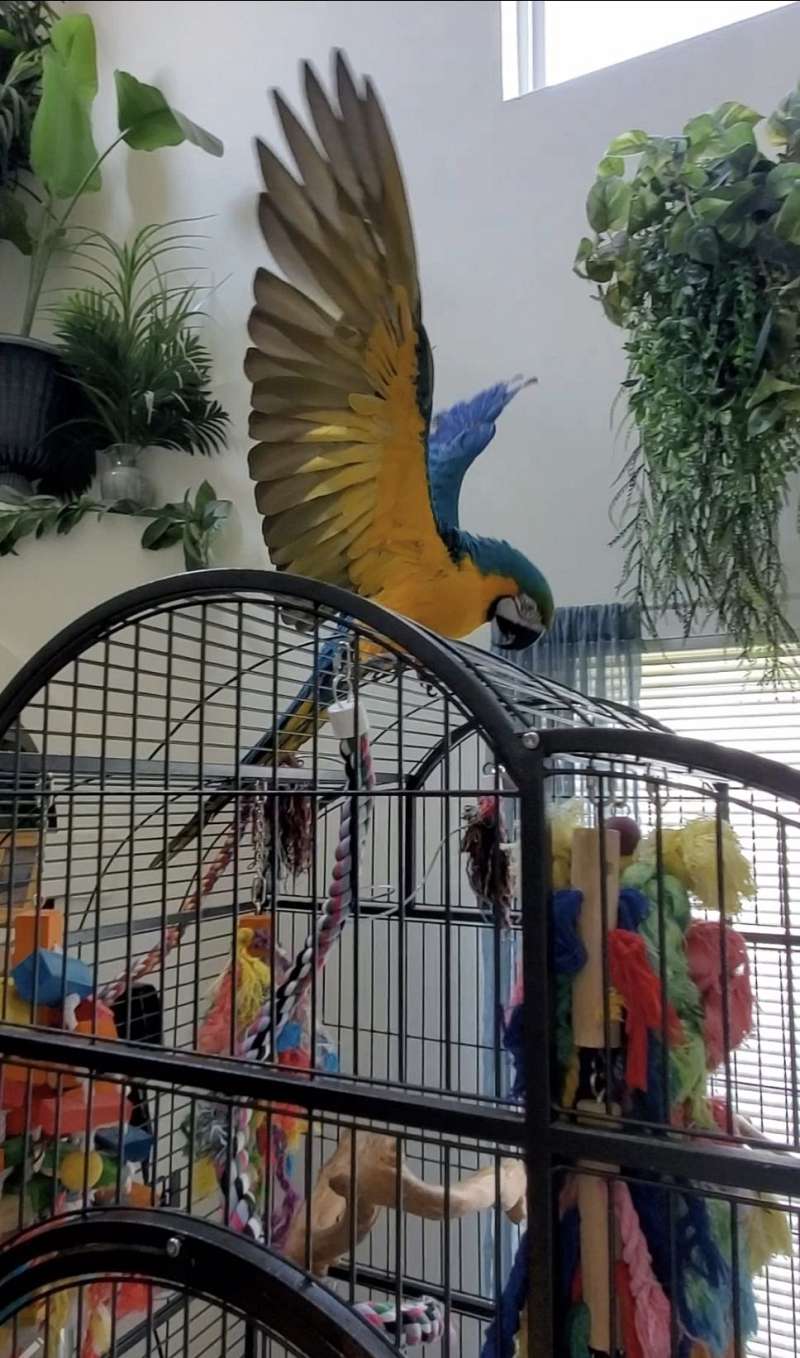 Macaw