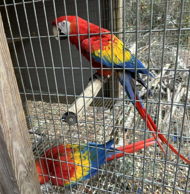 Pair of Scarlet Macaws available wide yellow bands