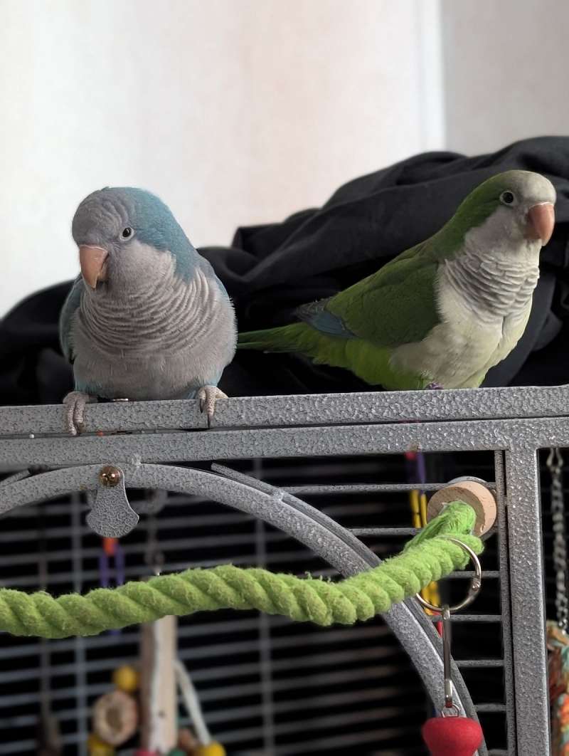Bonded Pair Quaker Parrots, Male & Female & xl corner cage