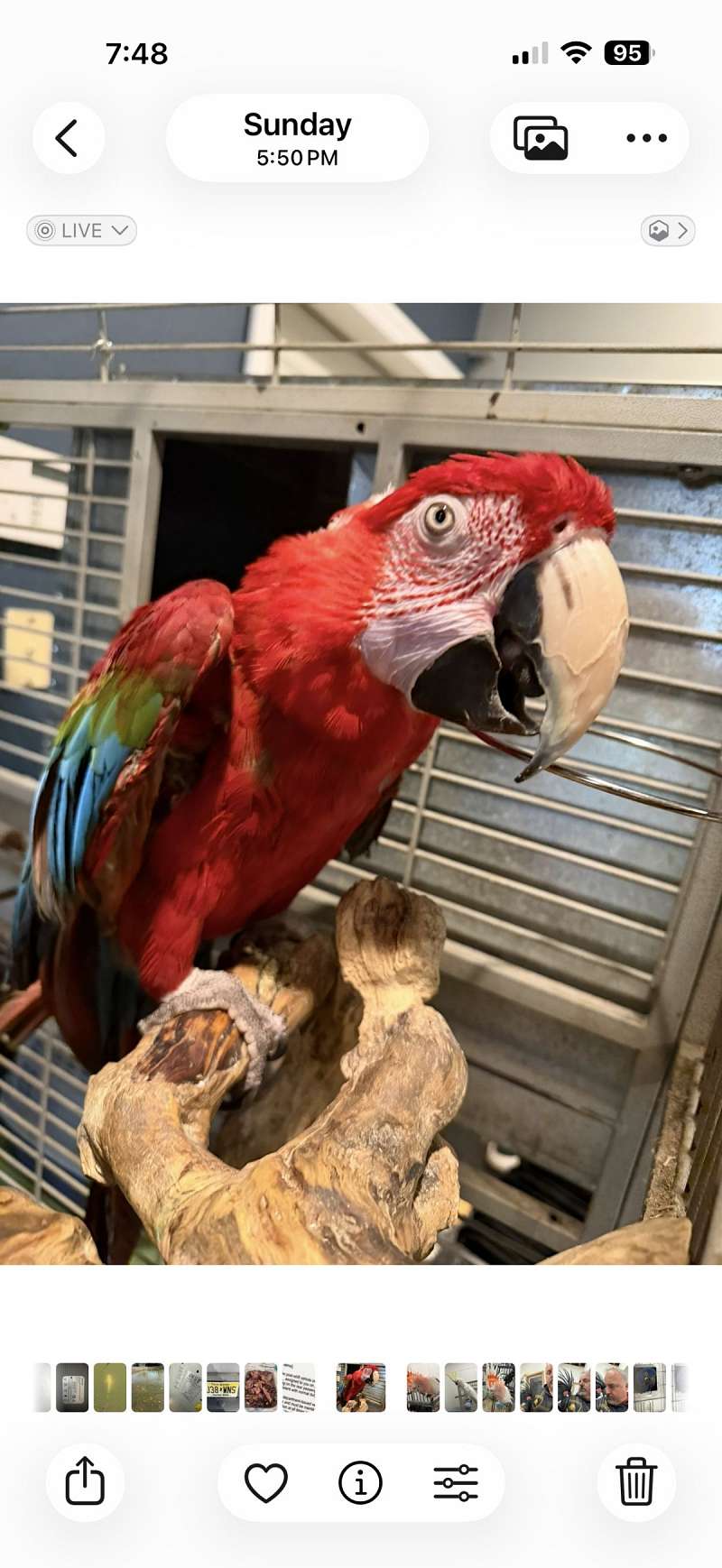 Beautiful Flame Macaw