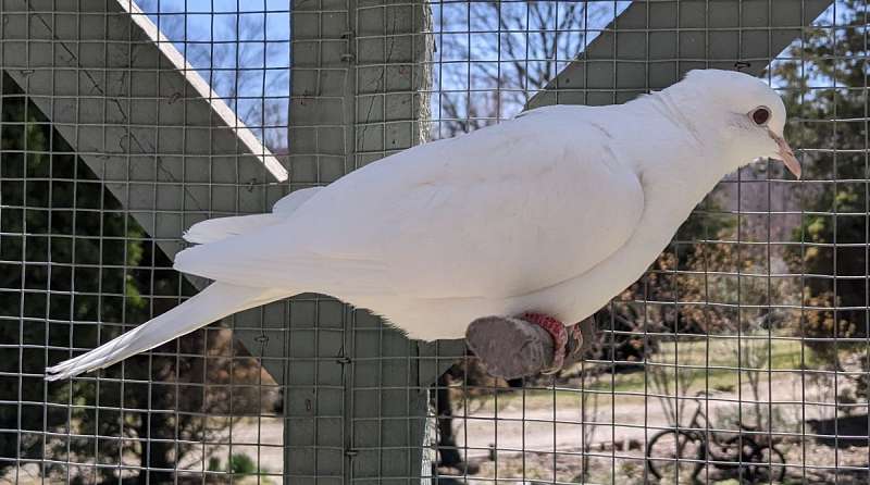 Mimic Snow White Crested and Dark Ivory Crested Ringneck Dove Pair