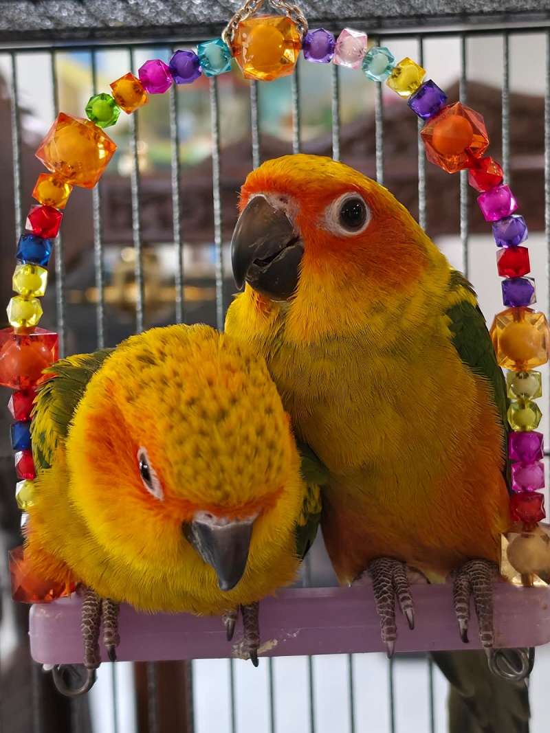 Beautiful Tame Sun Conures Looking for a Loving Home.