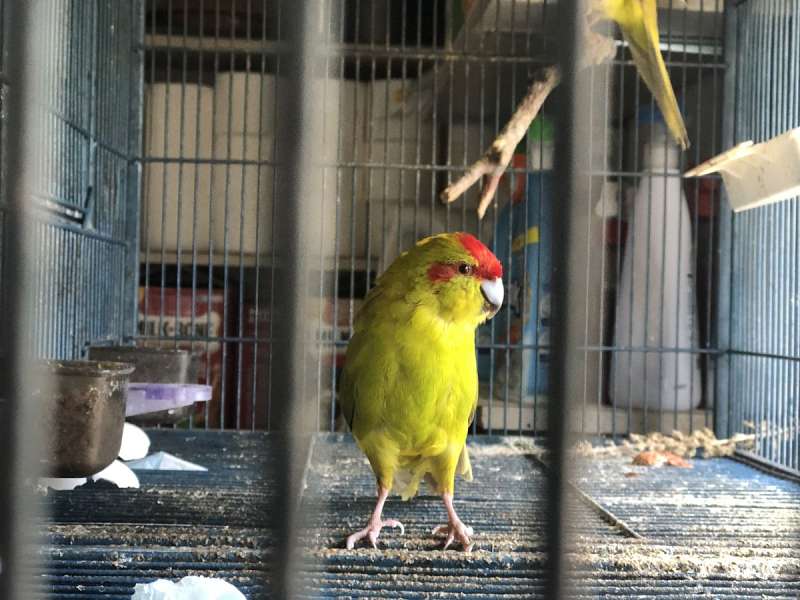 Parakeets for Sale