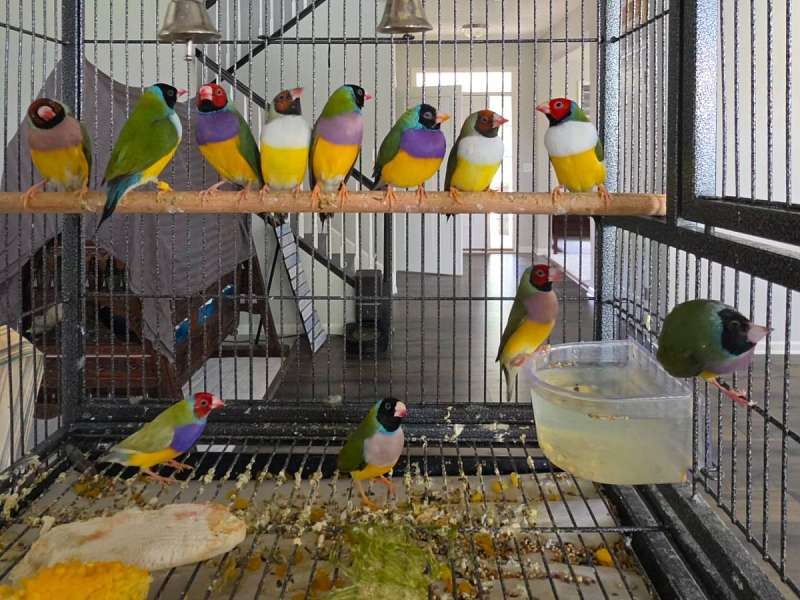 Gouldian Finches – 2025 Young Birds Available.