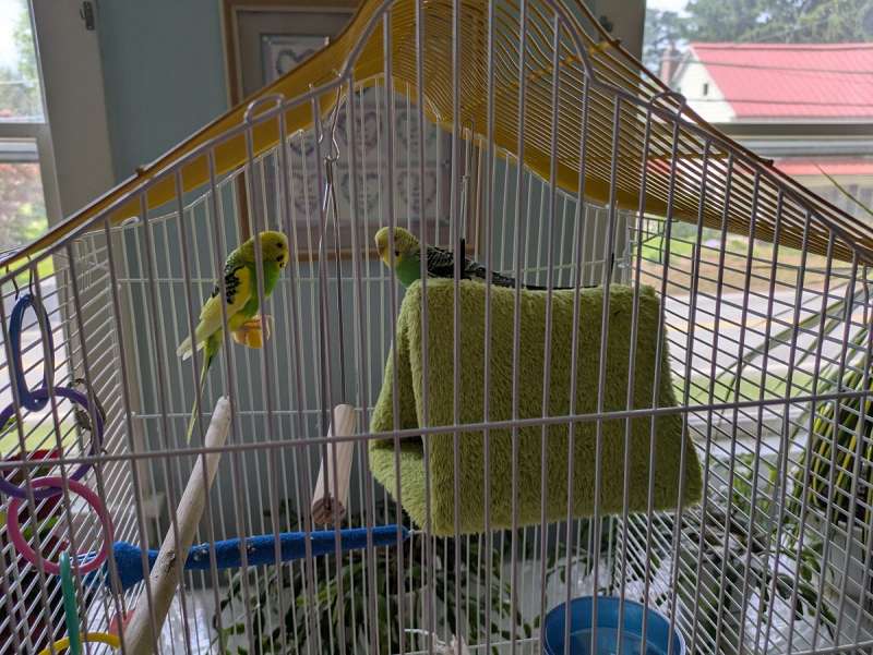 Parakeets for Sale