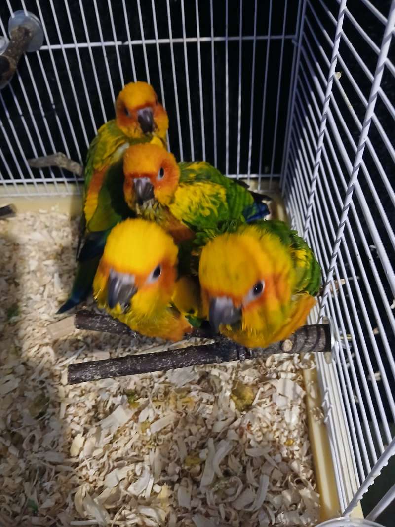 Conures for Sale