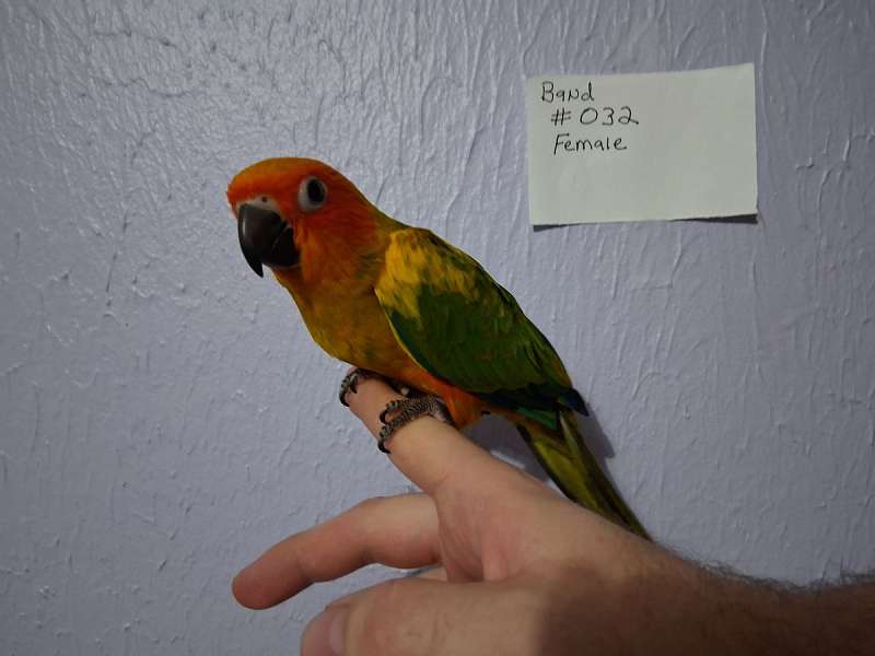 Conures for Sale