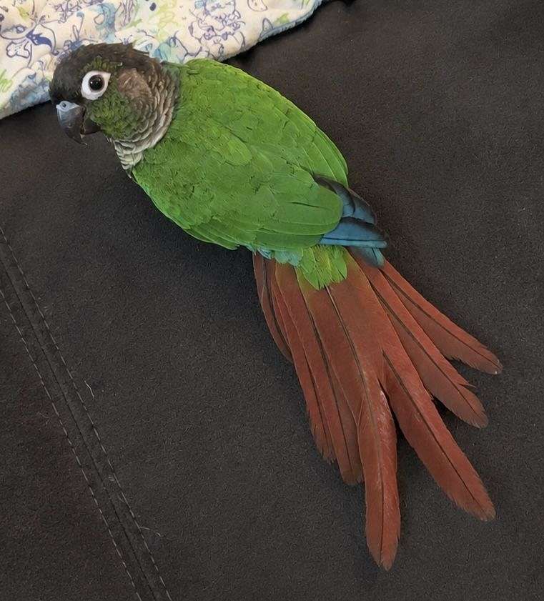 Conures for Sale