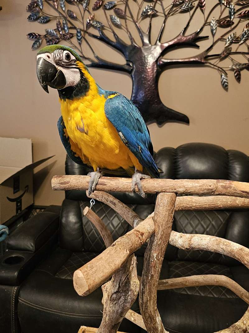 Parrots for Sale